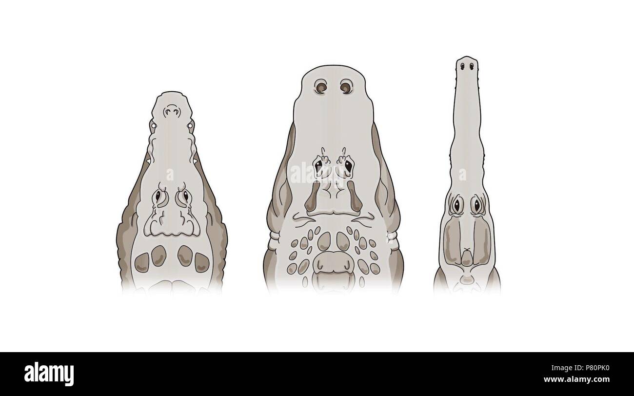 Types of heads of crocodiles Stock Photo - Alamy