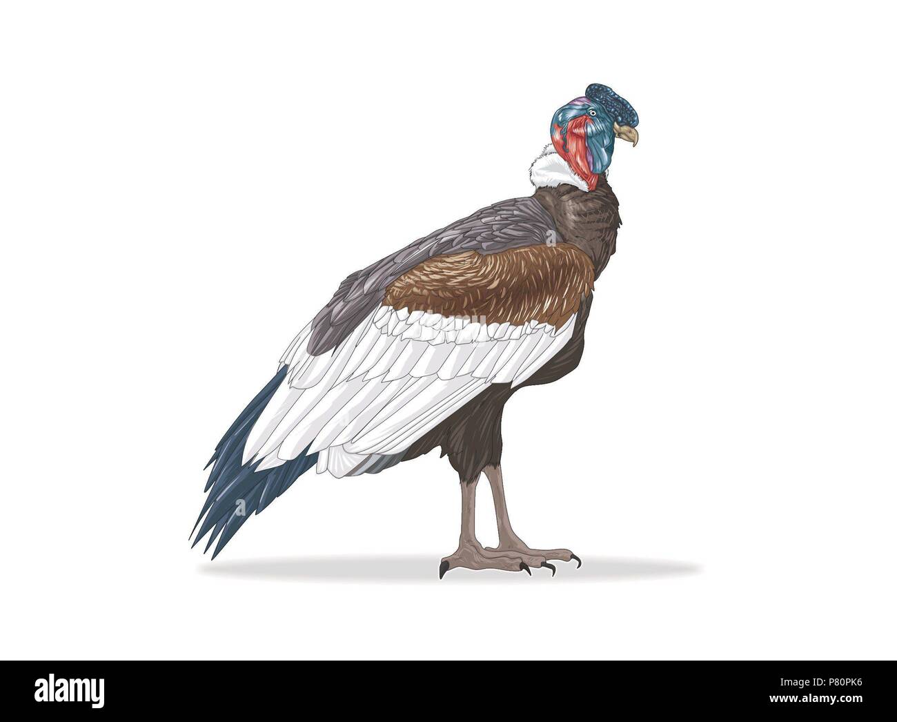 Rapacious Cut Out Stock Images & Pictures - Alamy