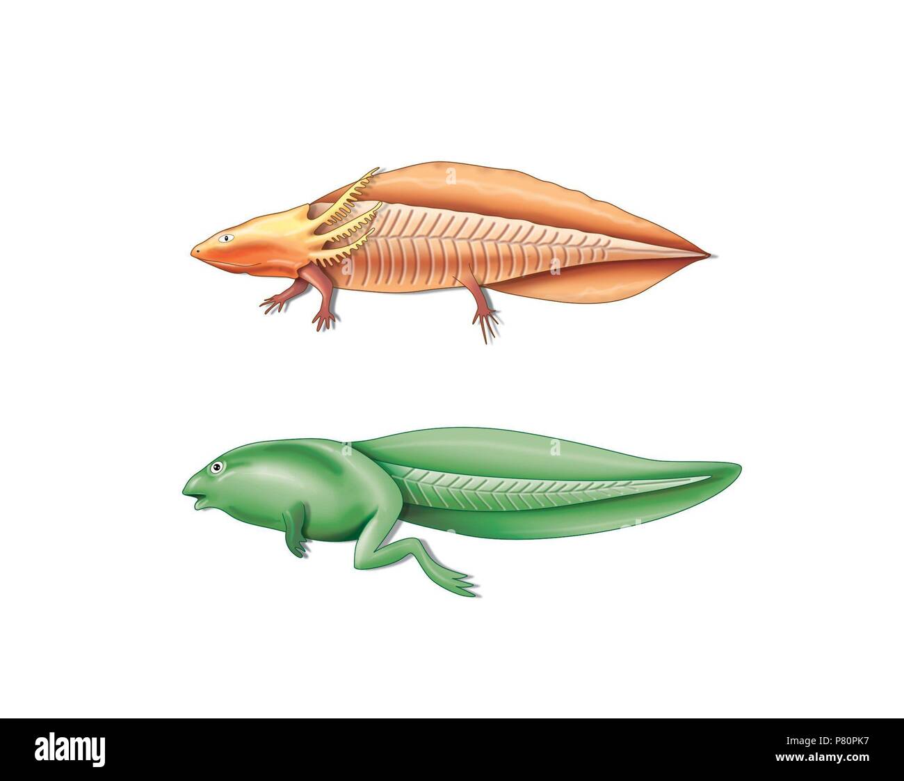 Urodeles hi-res stock photography and images - Alamy