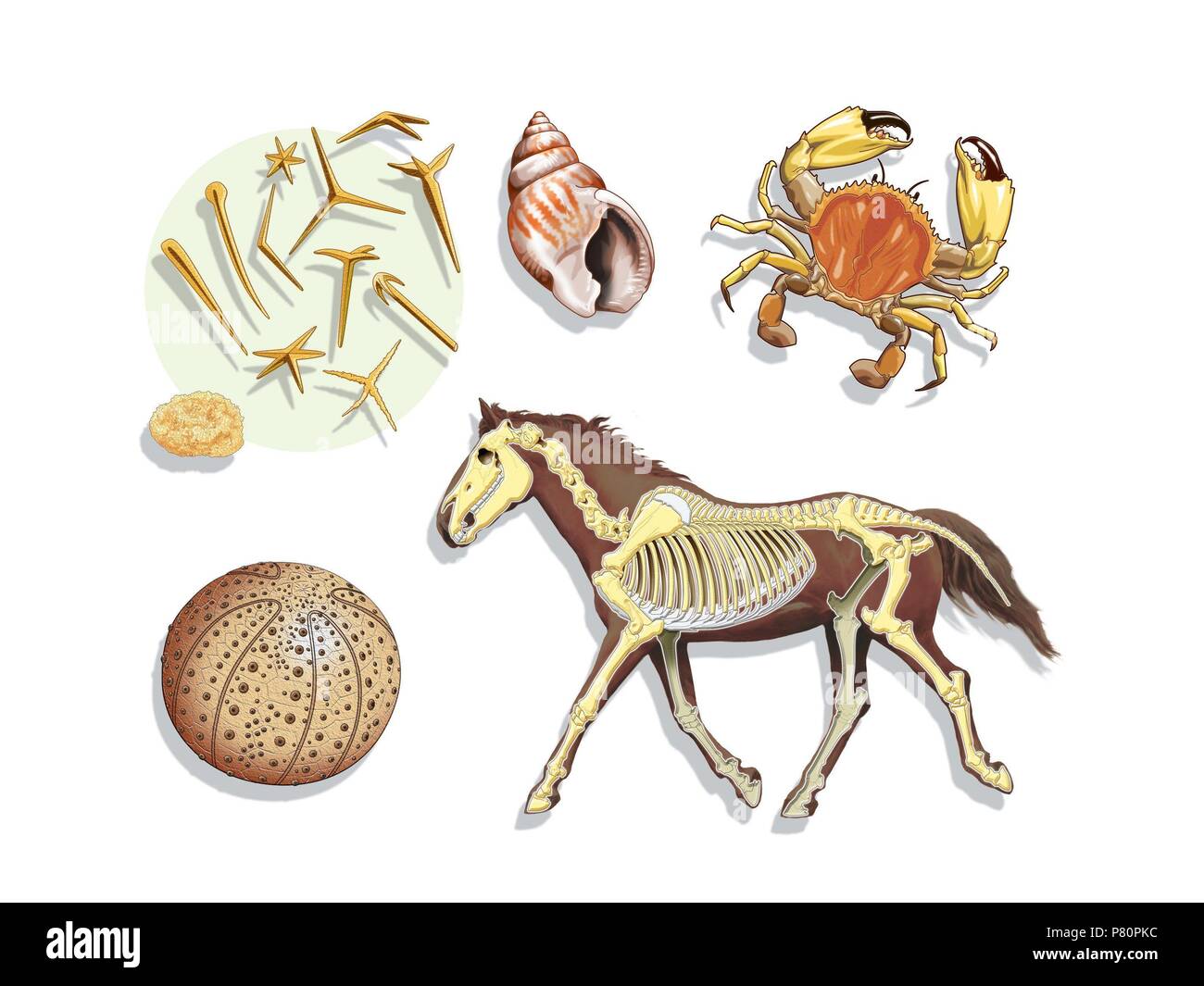 Animal bone structures Stock Photo - Alamy