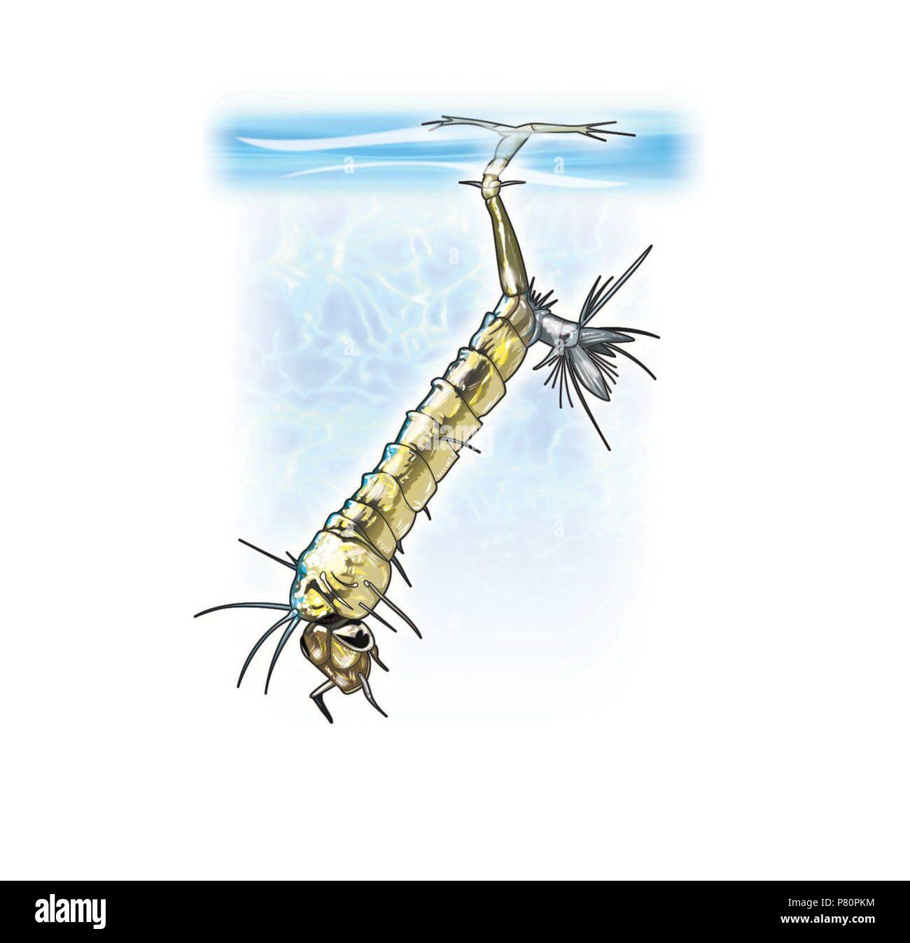 Diptera larvae Cut Out Stock Images & Pictures - Alamy