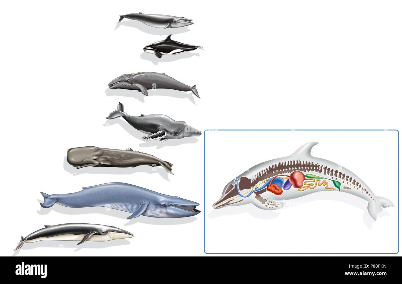 Common orca hi-res stock photography and images - Alamy