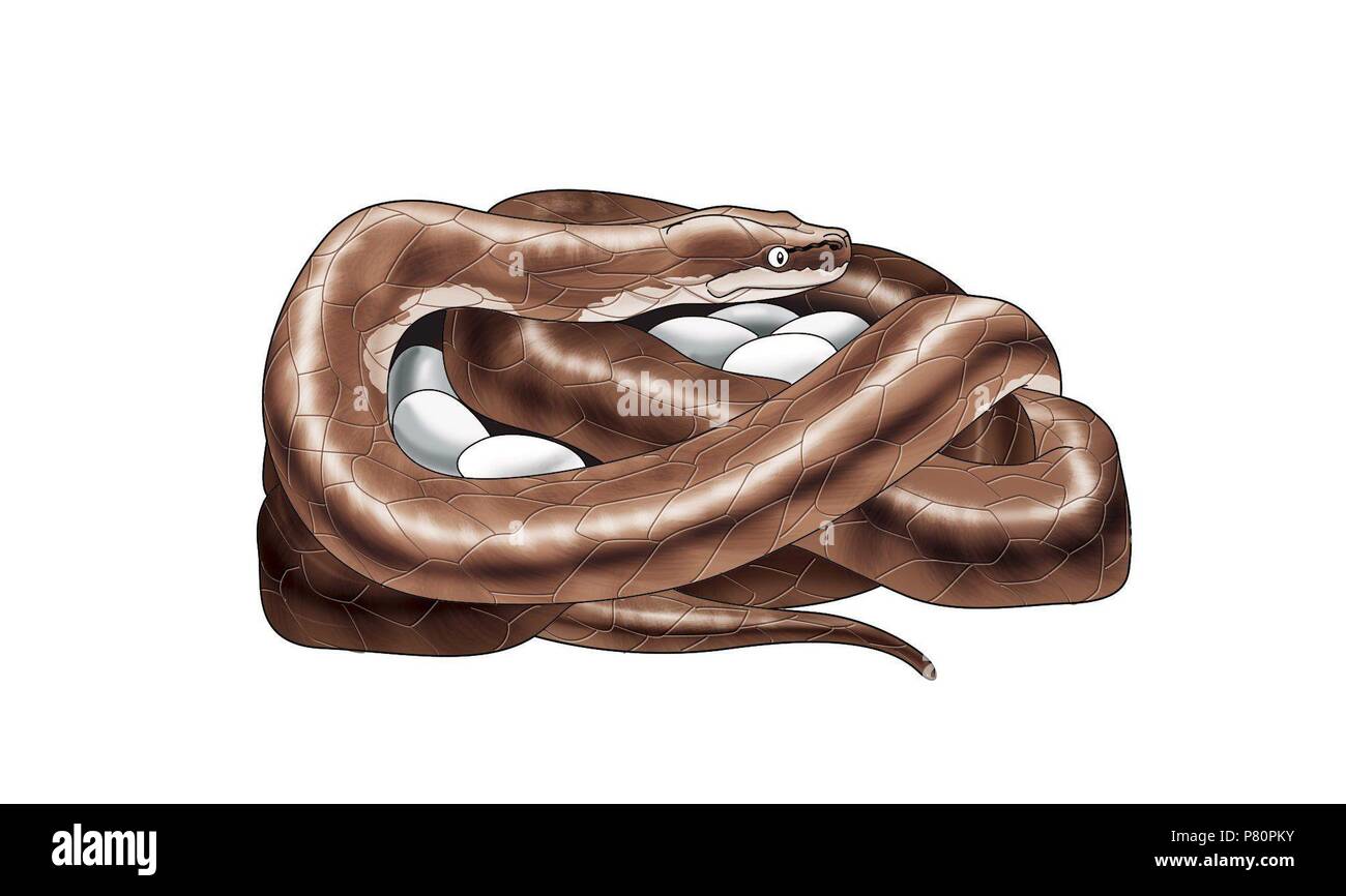 Ophidia snakes hi-res stock photography and images - Alamy