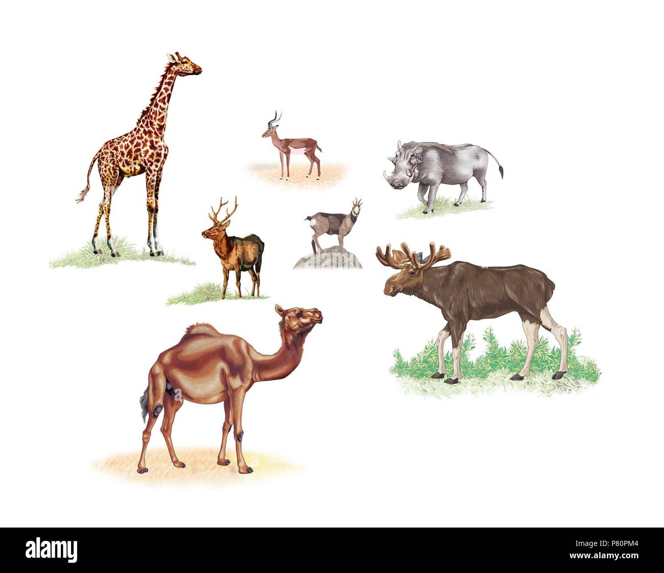 Artiodactyl Cut Out Stock Images & Pictures - Alamy