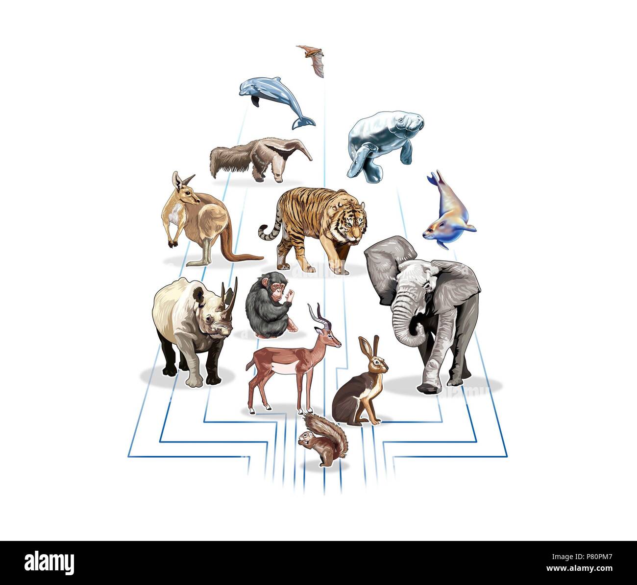 Types of mammals Stock Photo - Alamy