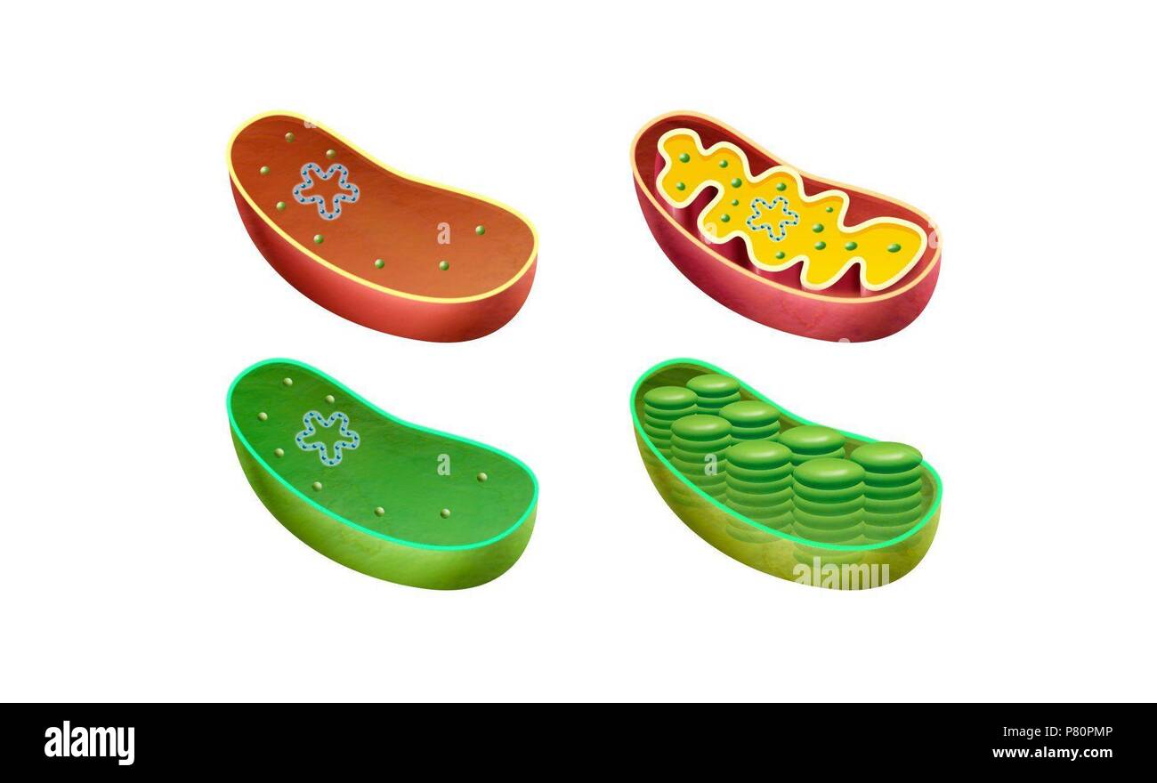 Comparison between mitochondria, chloroplasts and bacteria Stock Photo ...