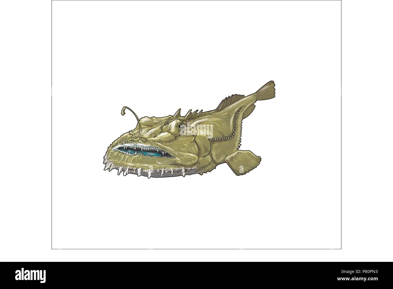 Monkfish lophius Cut Out Stock Images & Pictures - Alamy