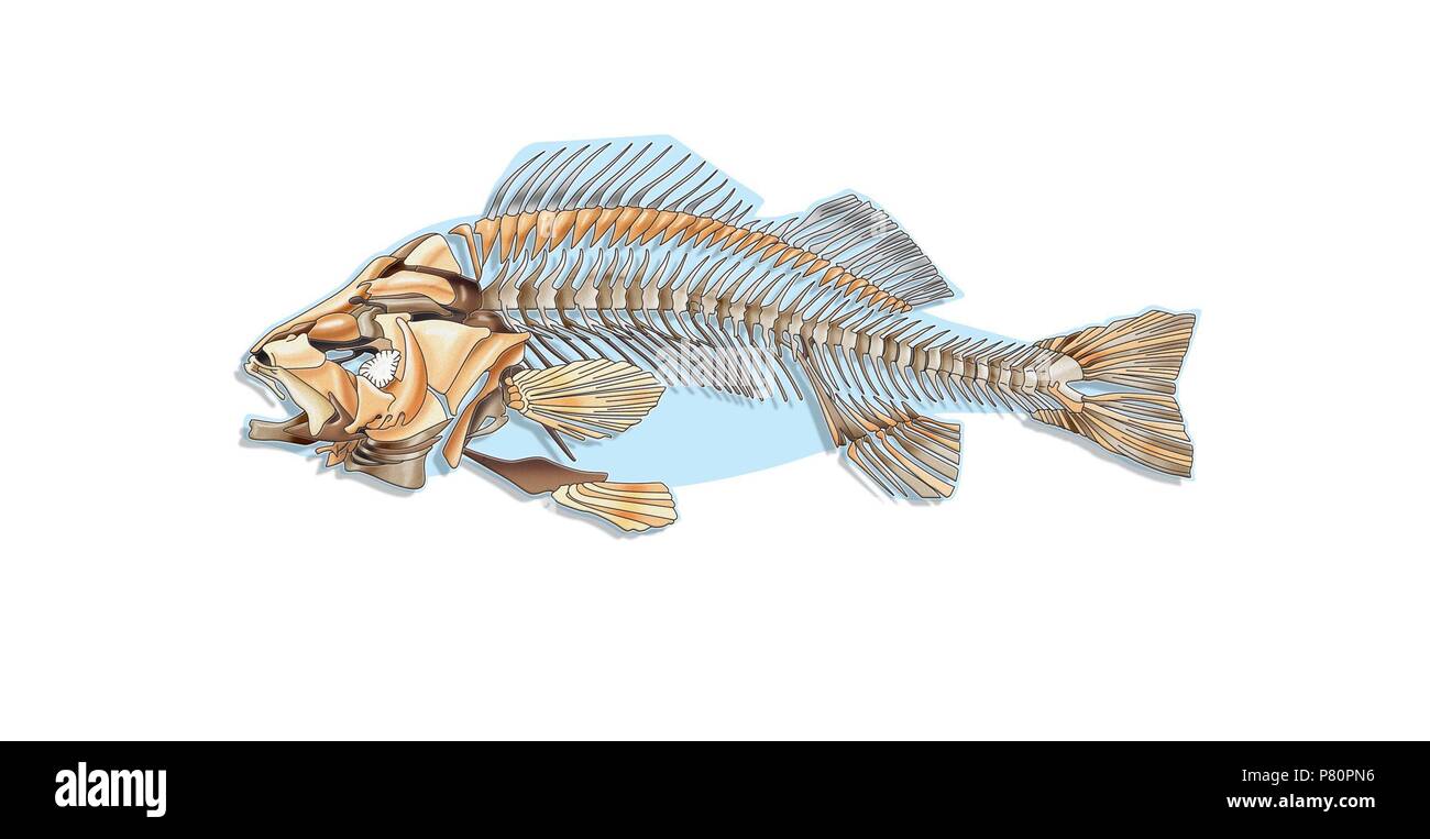 Teleost hi-res stock photography and images - Alamy