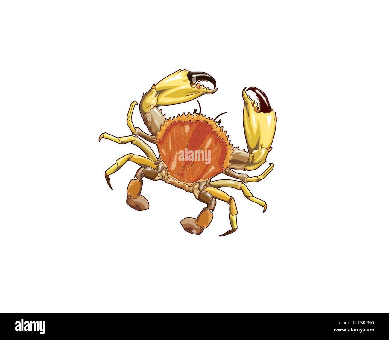Ovalipes trimaculatus hi-res stock photography and images - Alamy