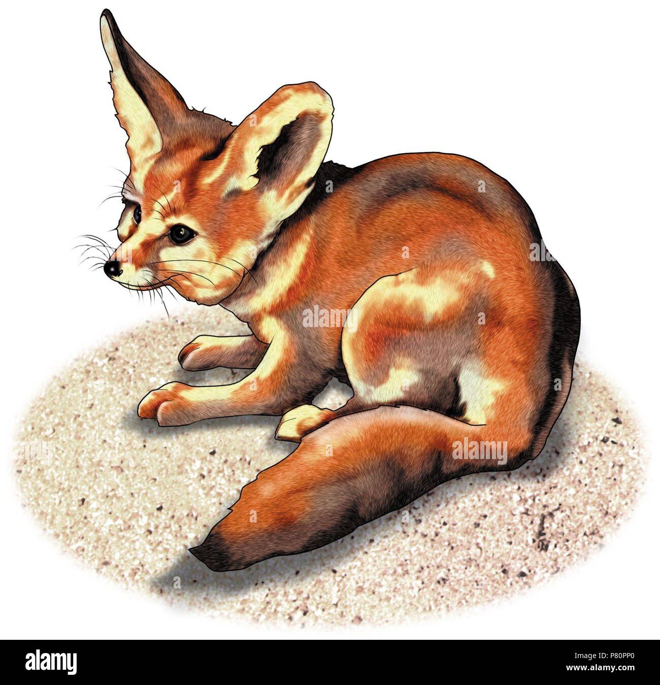 Fennec fox illustration hi-res stock photography and images - Alamy