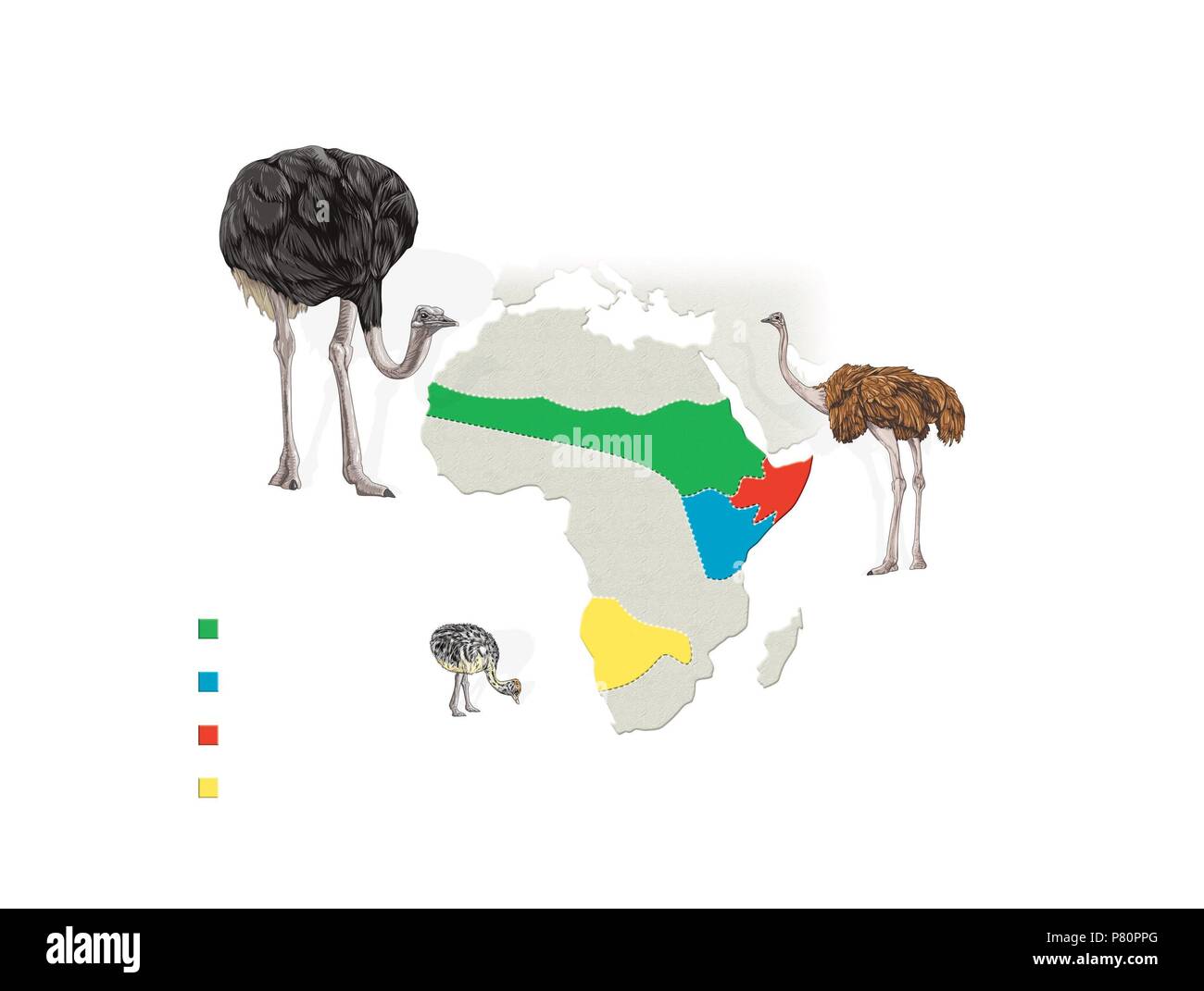 Geographical distribution of ostrich Stock Photo - Alamy