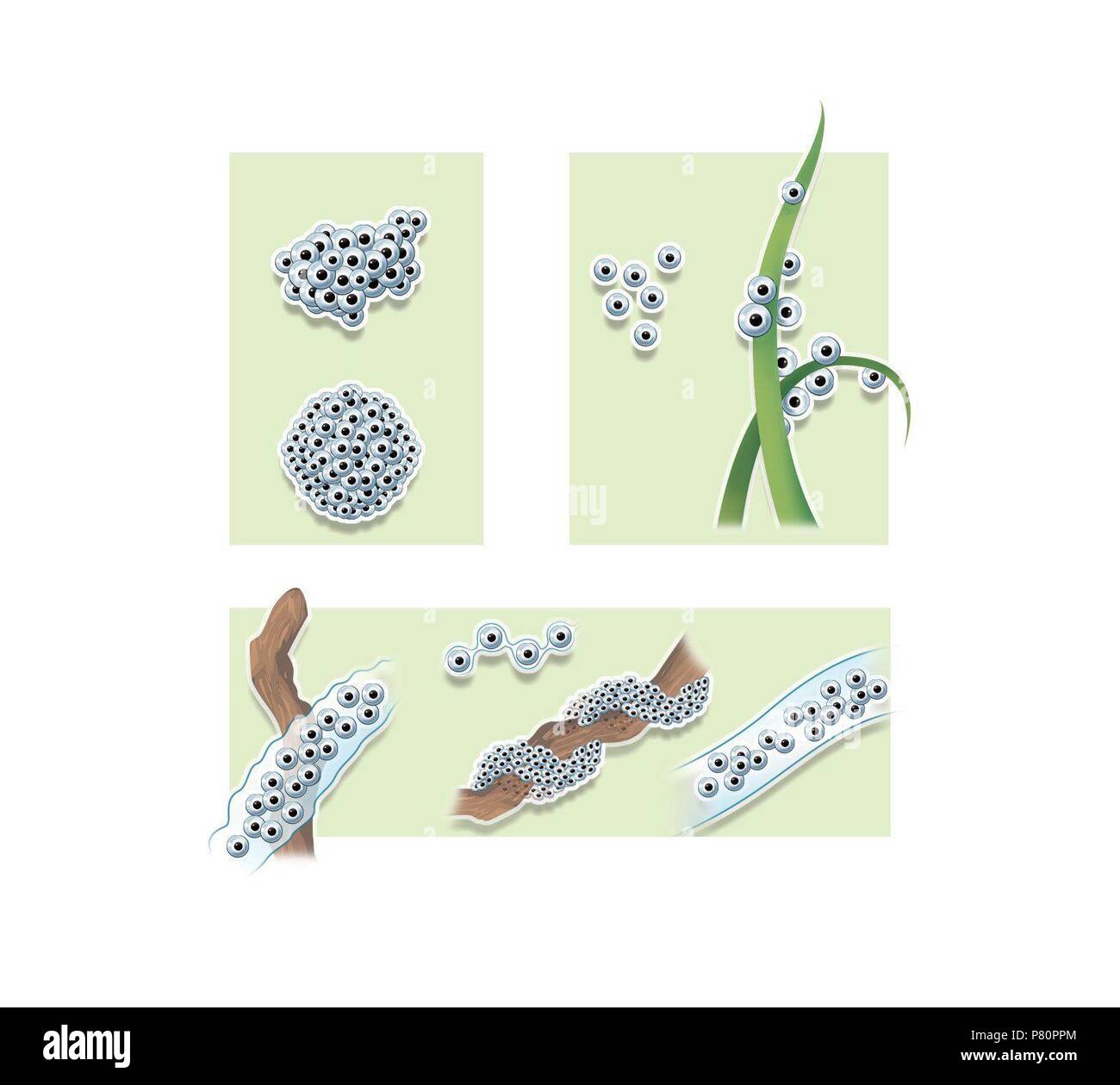 Amphibous hi-res stock photography and images - Alamy