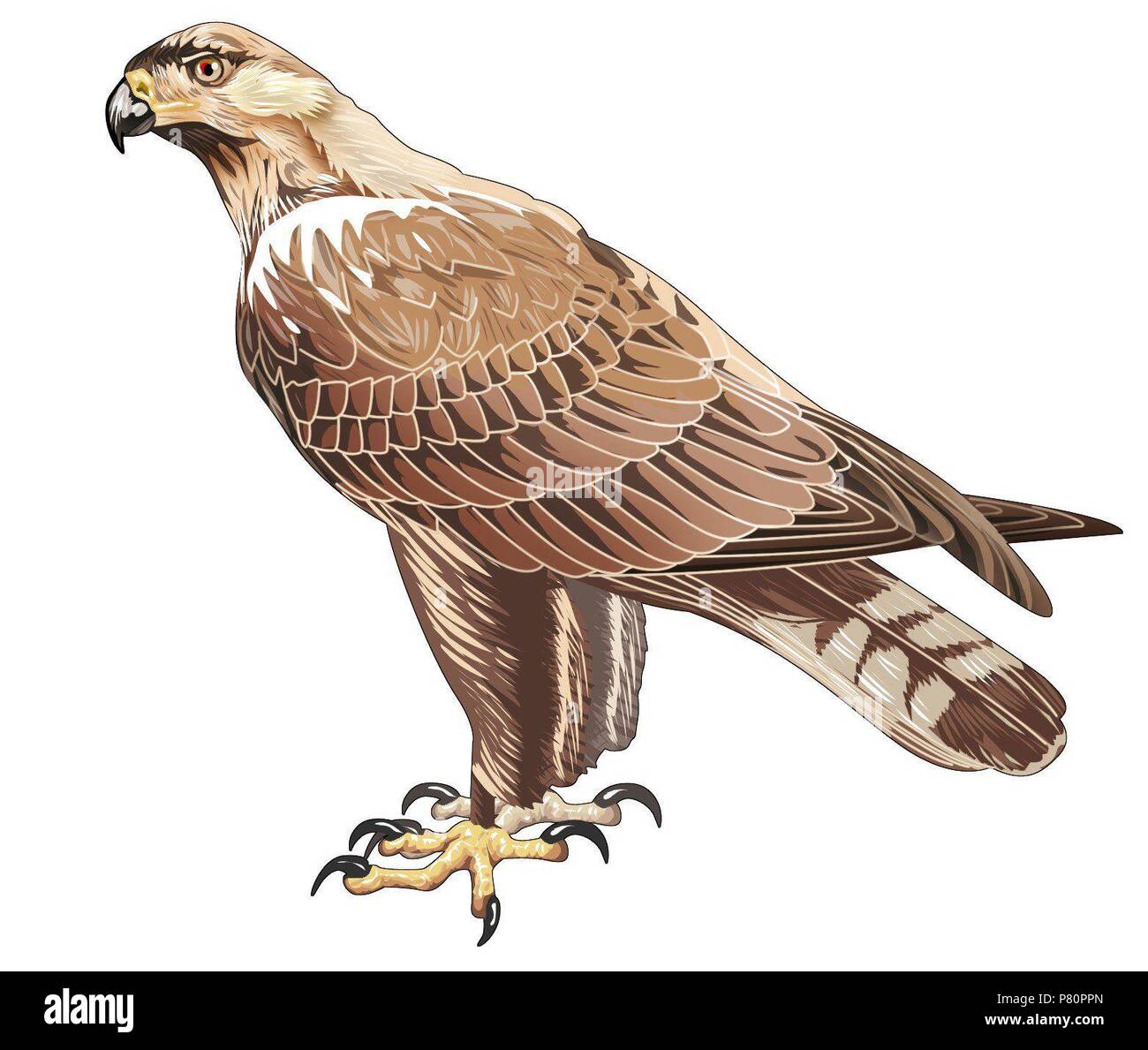 Hobby kestrel hi-res stock photography and images - Alamy