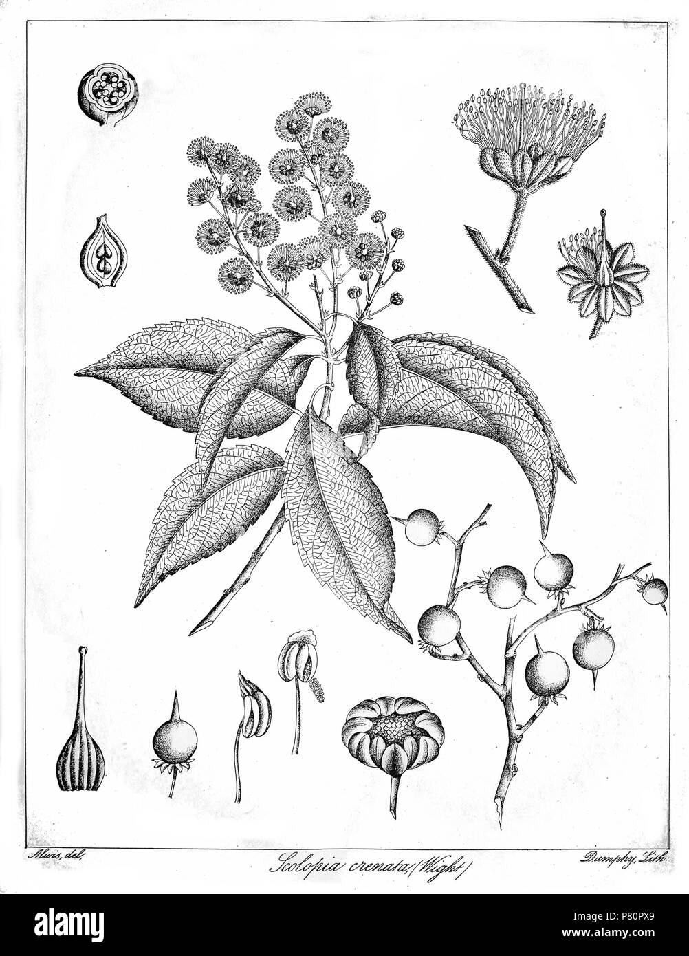 Scolopia crenata . 1873 343 Scolopia crenata Alwis Stock Photo - Alamy