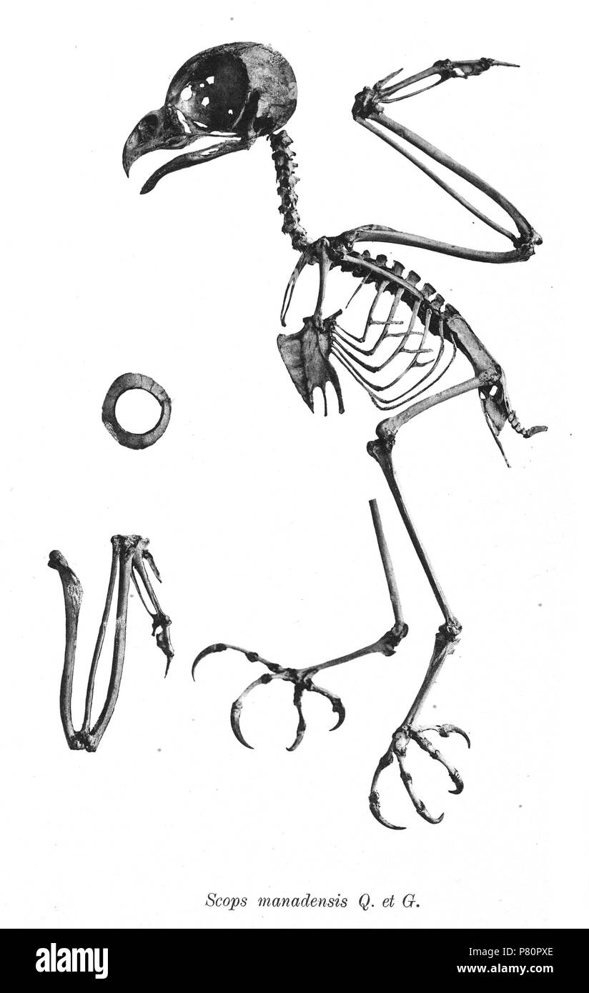 Manadensis High Resolution Stock Photography and Images - Alamy