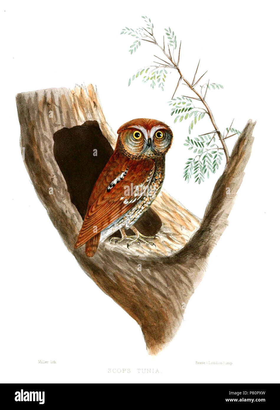 Sunia hi-res stock photography and images - Alamy