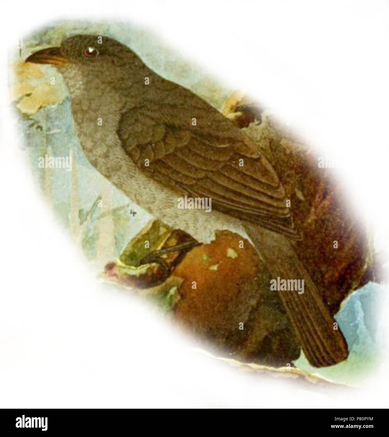 Lipaugus hi-res stock photography and images - Alamy