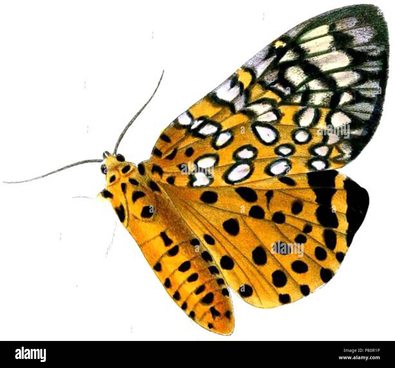 Sebastia argus English: 'New Indian Lepidoptera' . 1865 (published 1866 ...