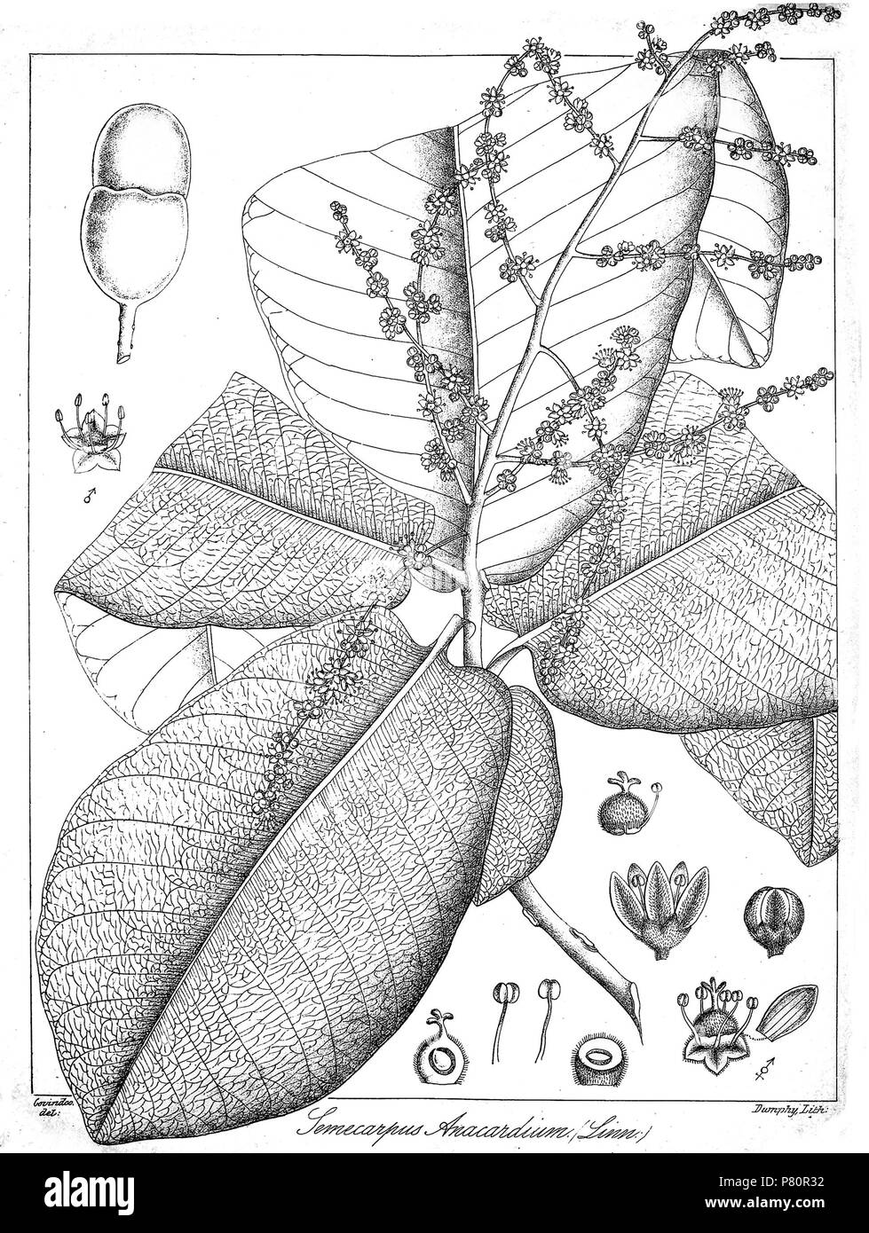 Semecarpus anacardium Black and White Stock Photos & Images - Alamy