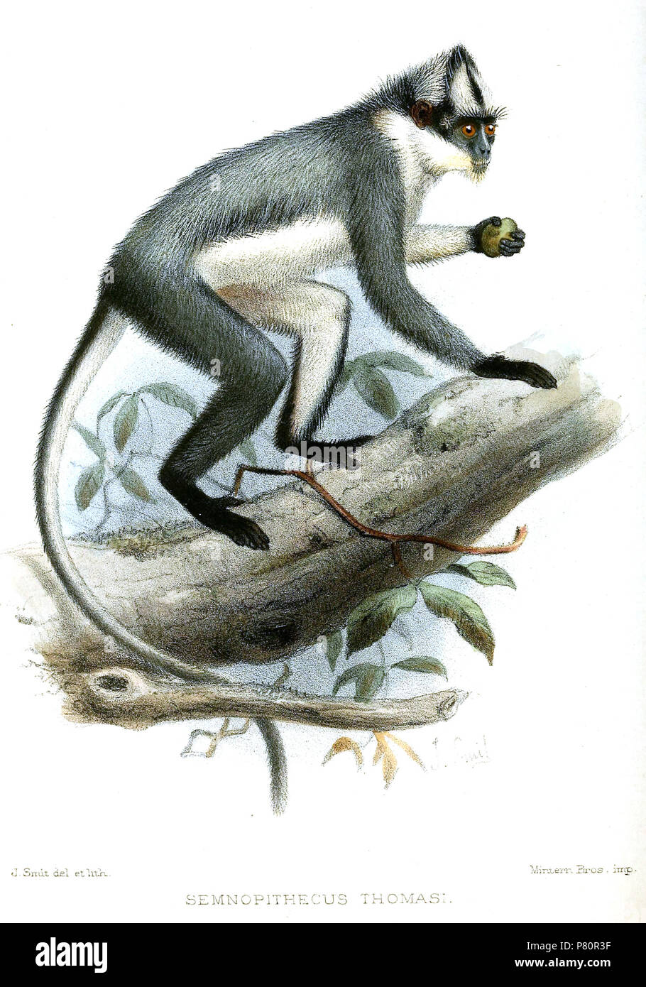 Semnopithecus thomasi hi-res stock photography and images - Alamy