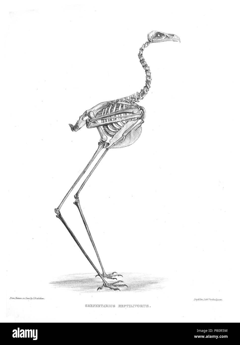 Skeleton of Sagittarius serpentarius . 1869 345 SerpentariusSkeleton ...