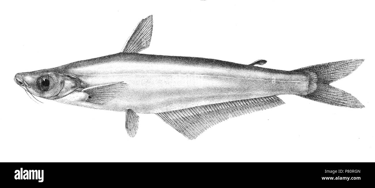 Silonia childreni syn. Silundia sykesii The species names / identity ...