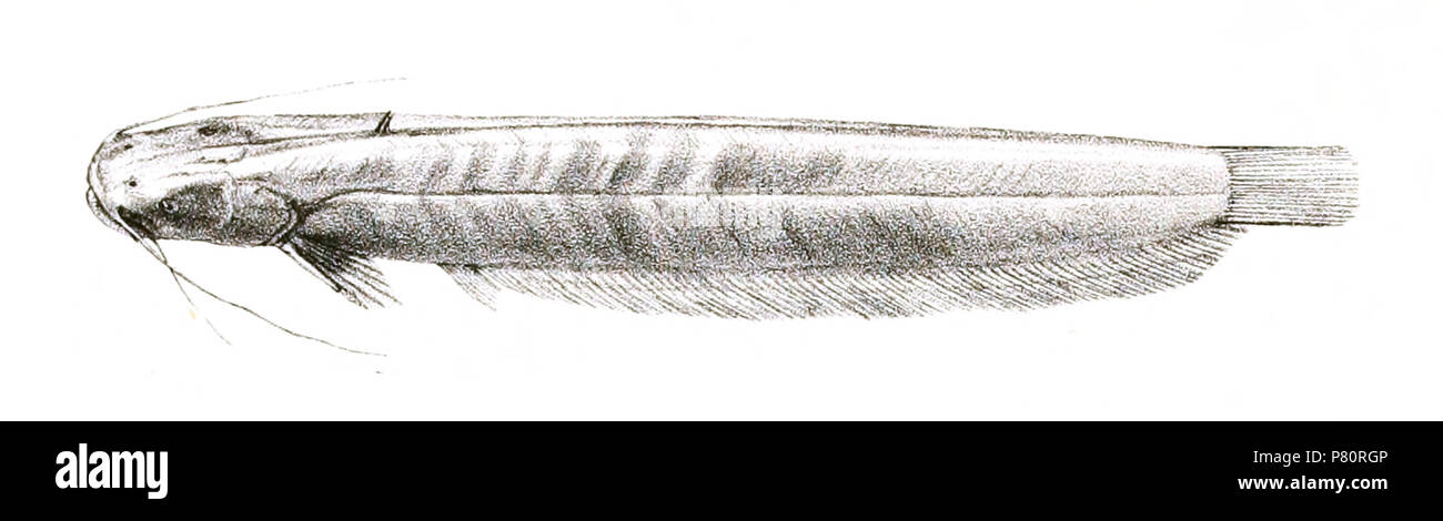 Pterocryptis gangelica syn. Silurus afghana The species names ...