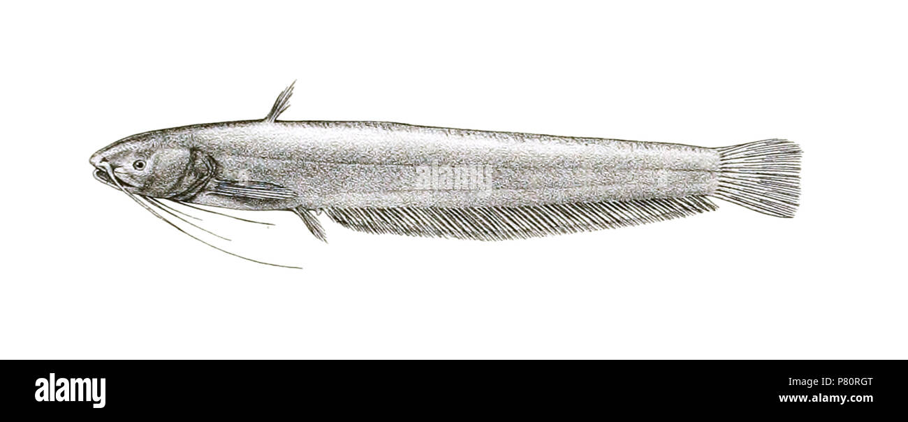 Pterocryptis cochinchinensis hi-res stock photography and images - Alamy