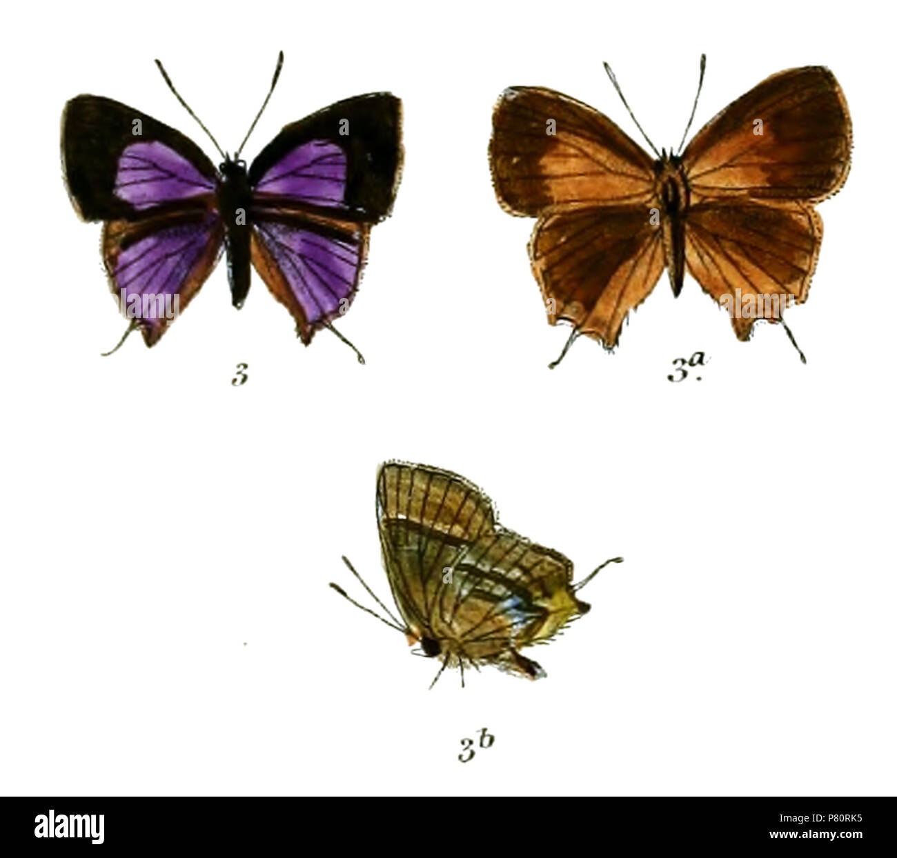 708 Cut Out Stock Images & Pictures - Alamy