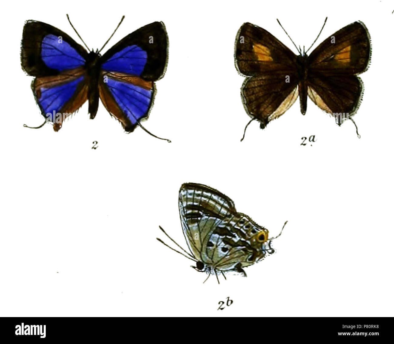 708 Cut Out Stock Images & Pictures - Alamy