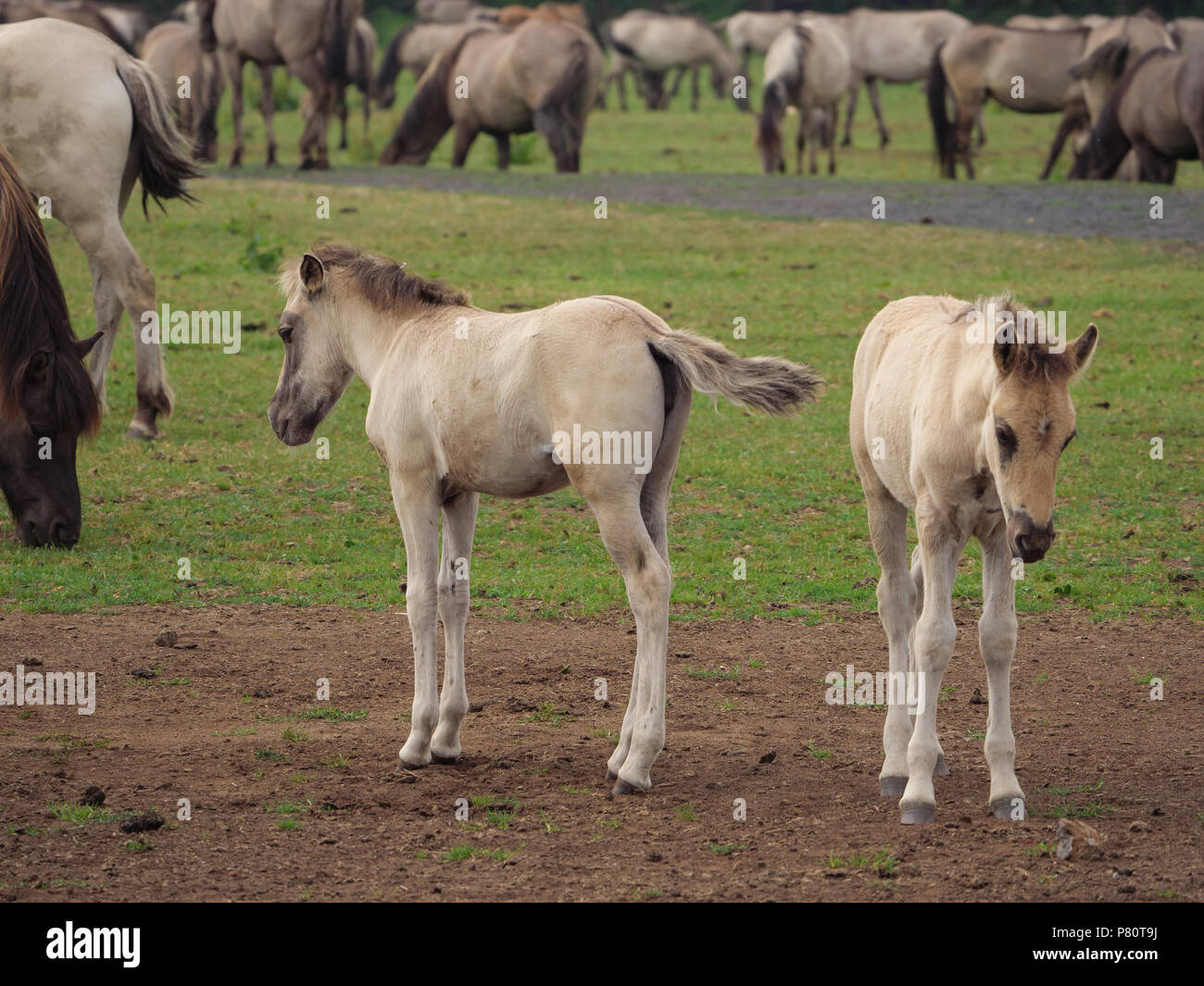Widl horse hi-res stock photography and images - Alamy