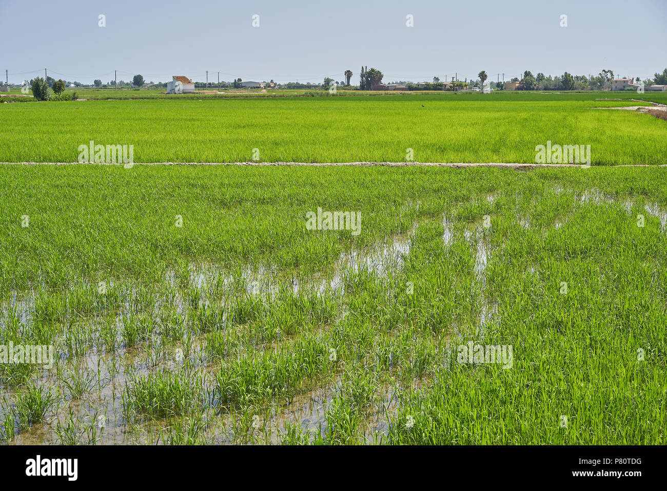 Rice plant in the Delta del Ebro Stock Photo - Alamy