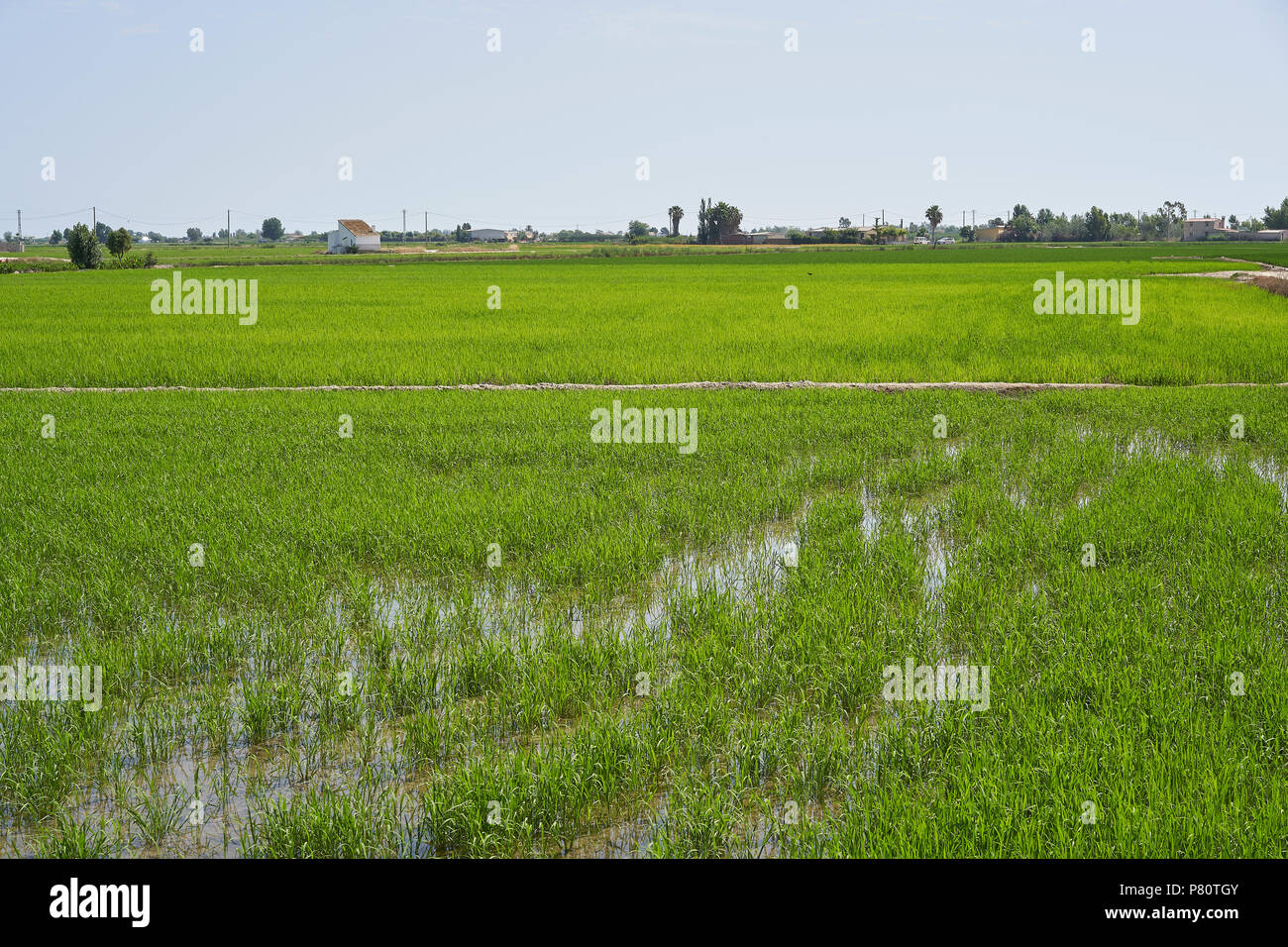 Rice plant in the Delta del Ebro Stock Photo - Alamy