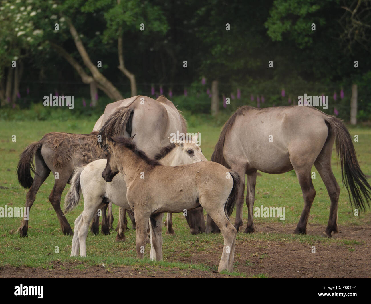 Widl horse hi-res stock photography and images - Alamy