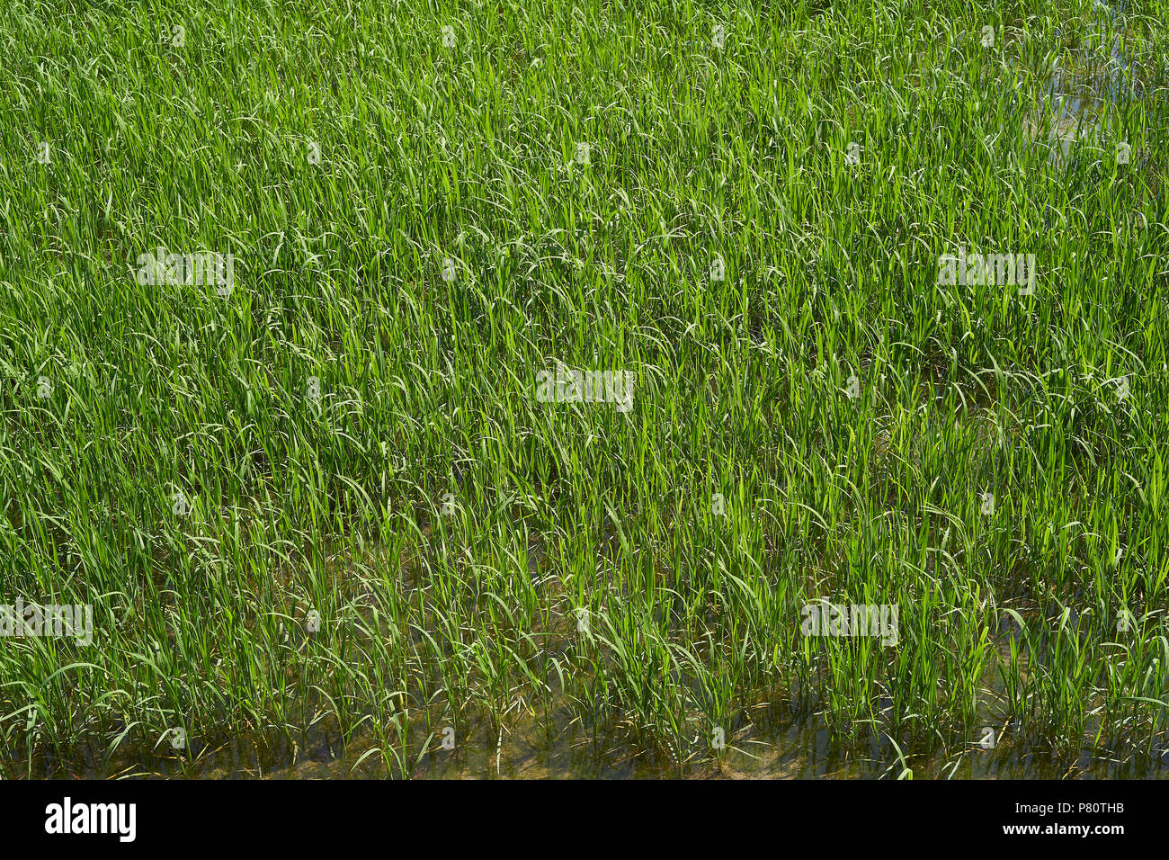 Rice plant in the Delta del Ebro Stock Photo - Alamy