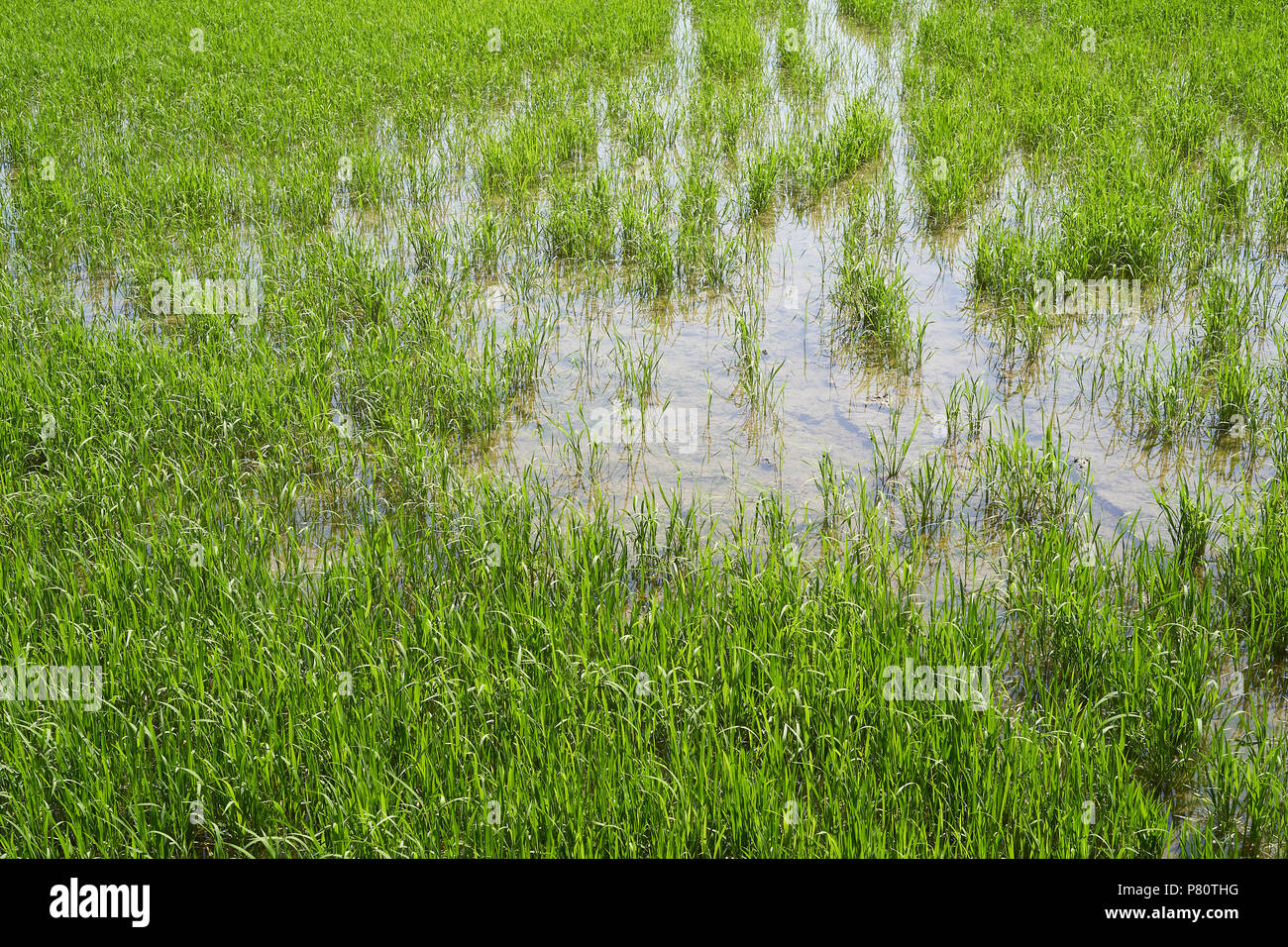 Rice plant in the Delta del Ebro Stock Photo - Alamy