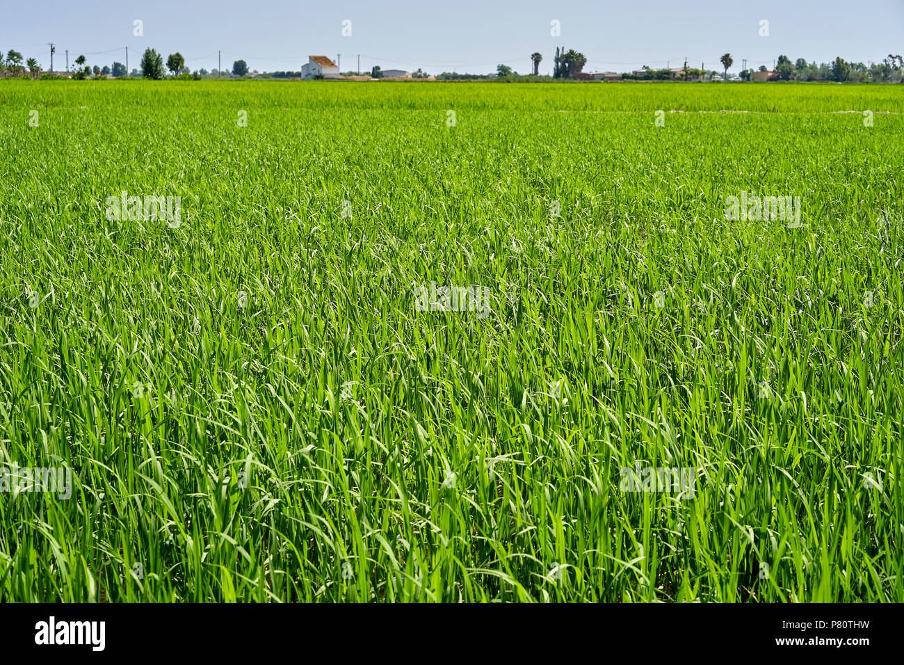 Rice plant in the Delta del Ebro Stock Photo - Alamy