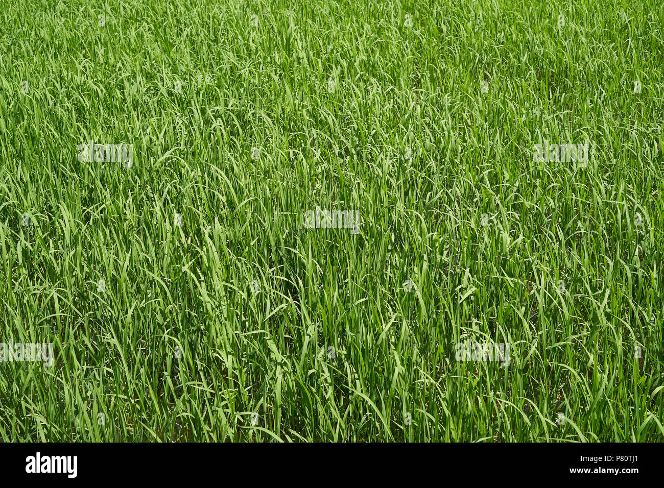 Rice plant in the Delta del Ebro Stock Photo - Alamy