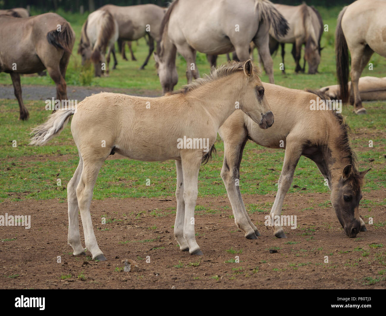 Widl horse hi-res stock photography and images - Alamy