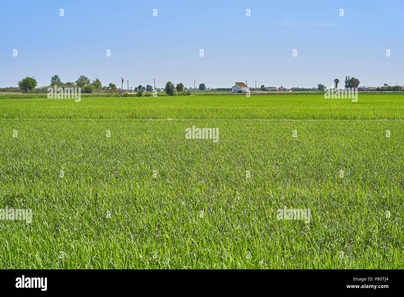 Rice plant in the Delta del Ebro Stock Photo - Alamy