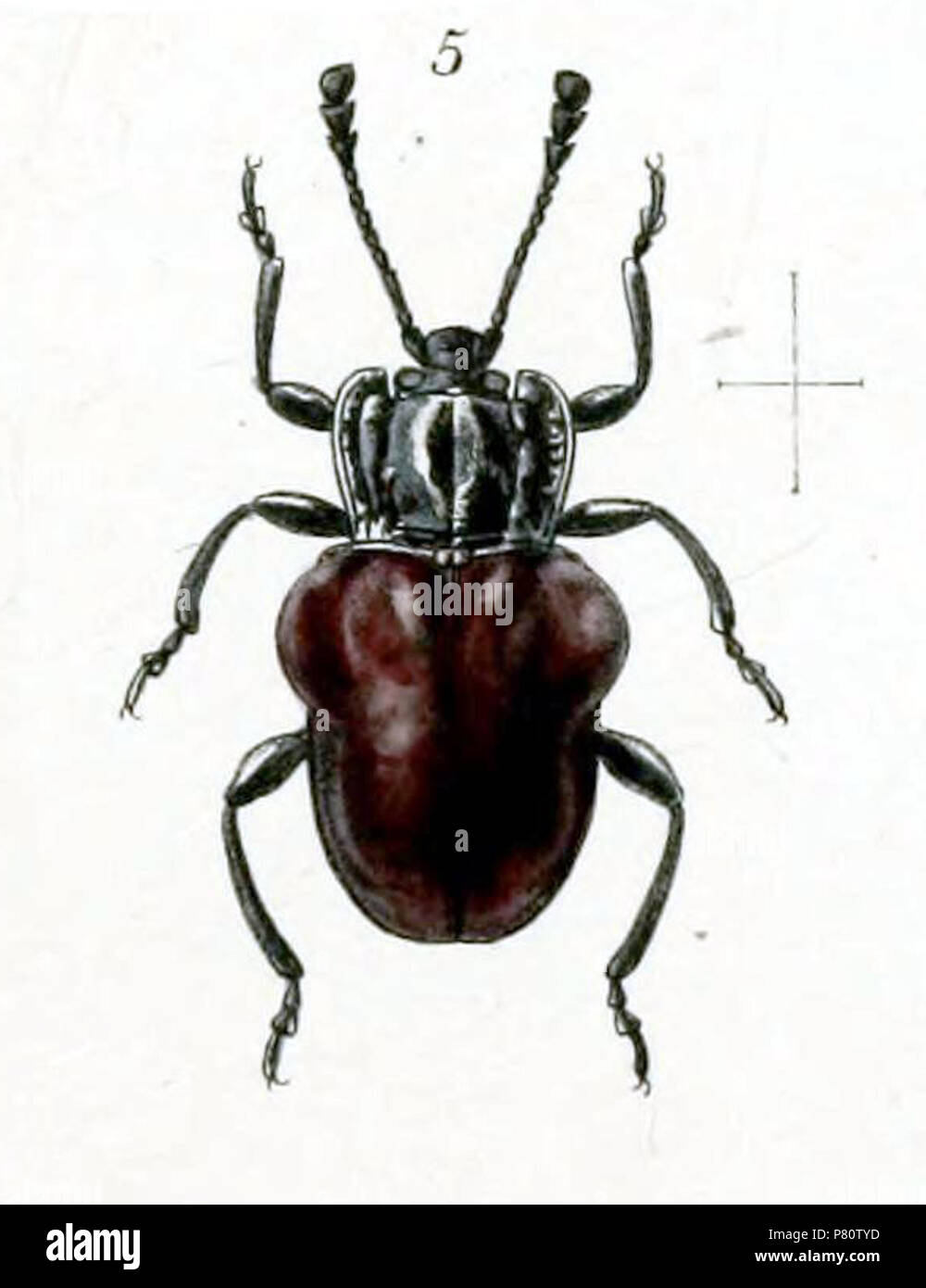 356 Stictomela inflata Stock Photo - Alamy