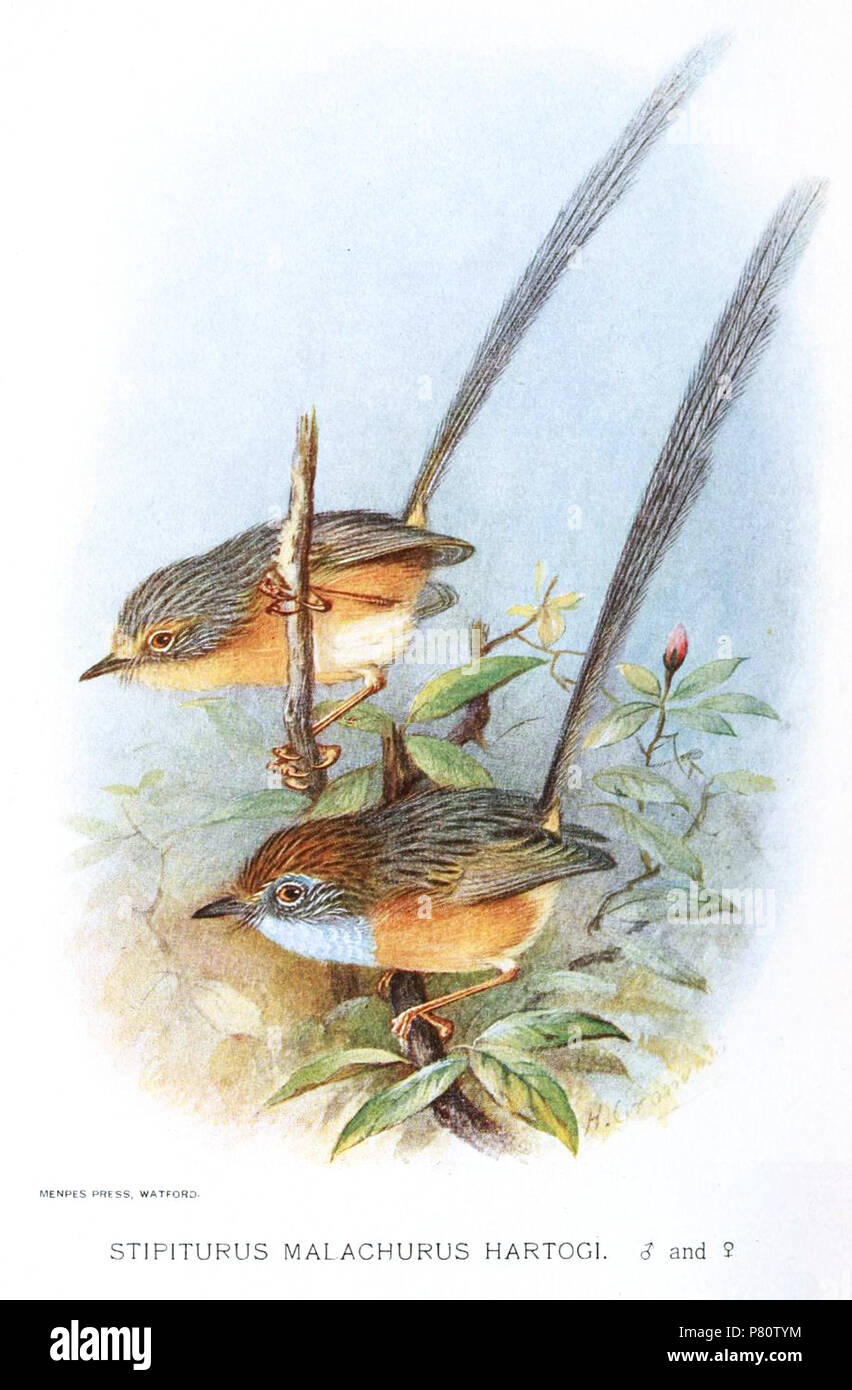 Malachurus hi-res stock photography and images - Alamy