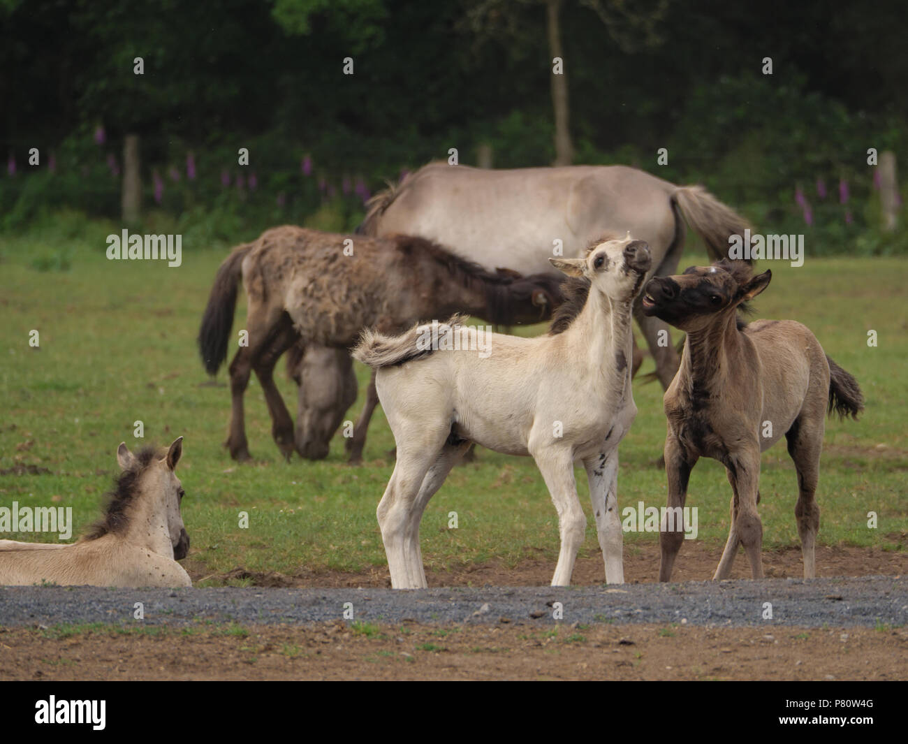 Widl horse hi-res stock photography and images - Alamy