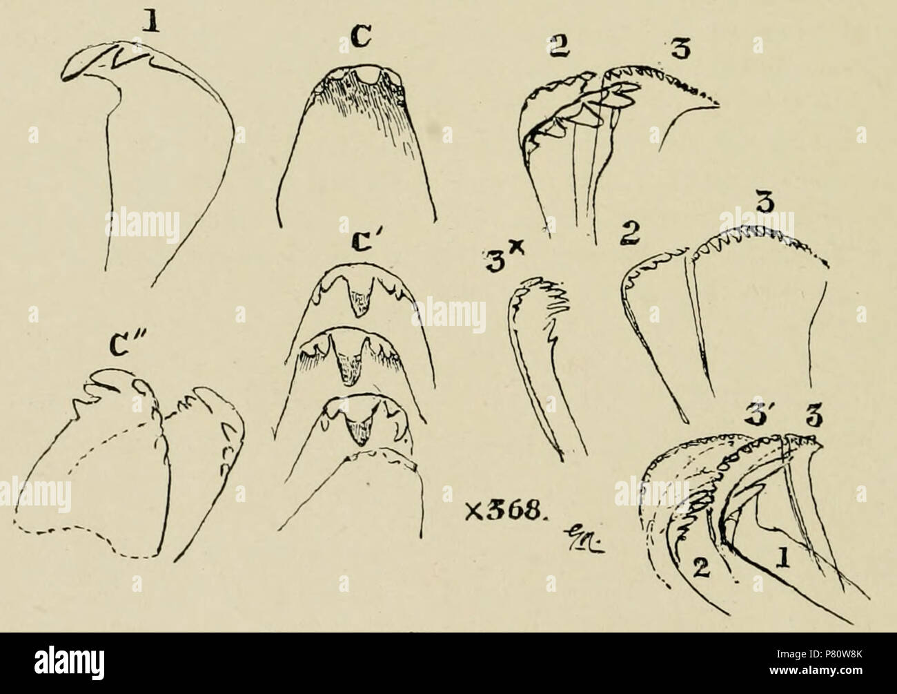 English: An illustration of the radula of Guillainia grata, from The ...