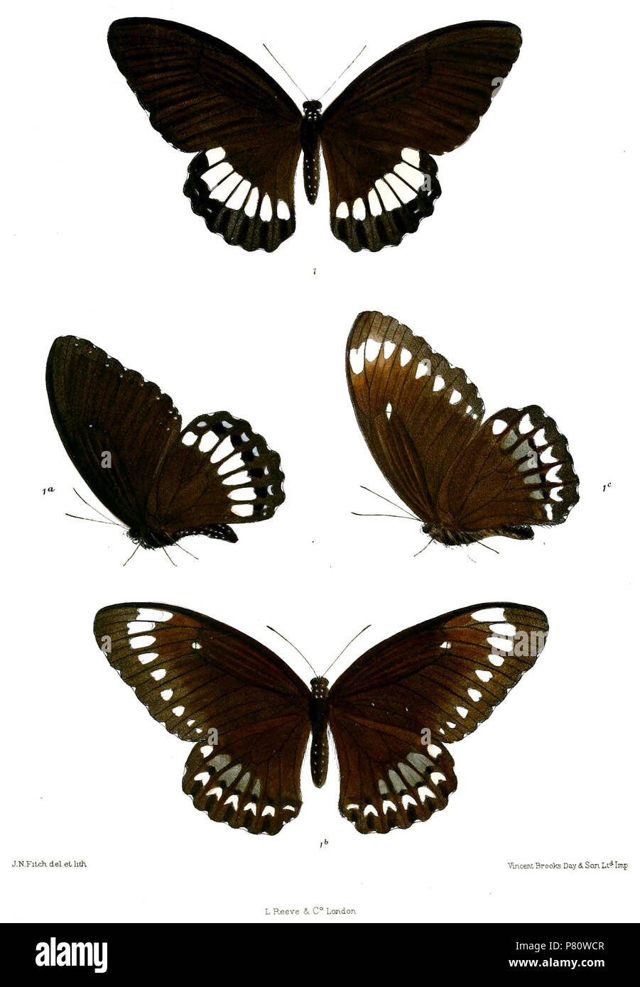 Mehala hi-res stock photography and images - Alamy