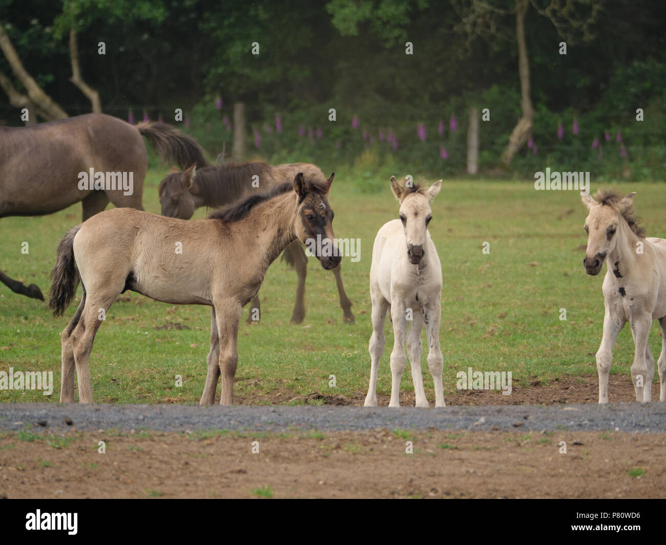 Widl horse hi-res stock photography and images - Alamy