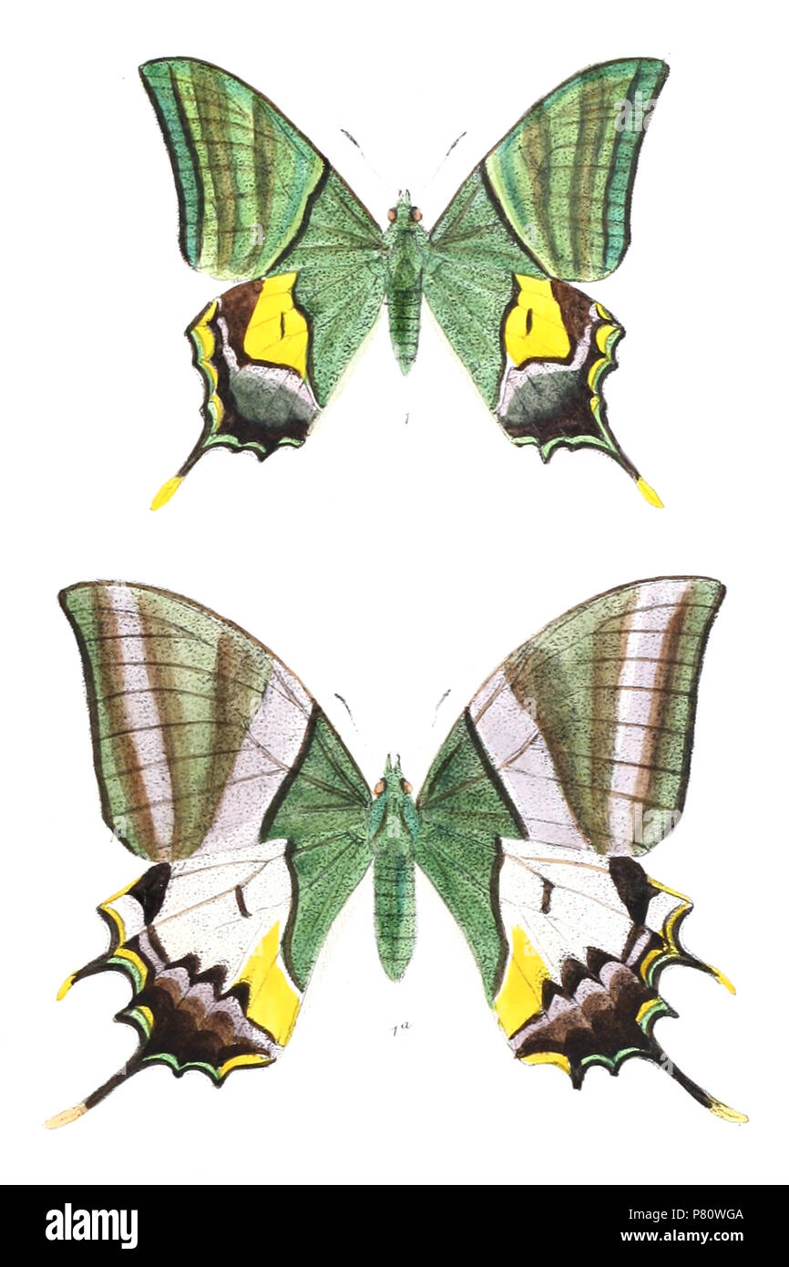 Himalaicus hi-res stock photography and images - Alamy