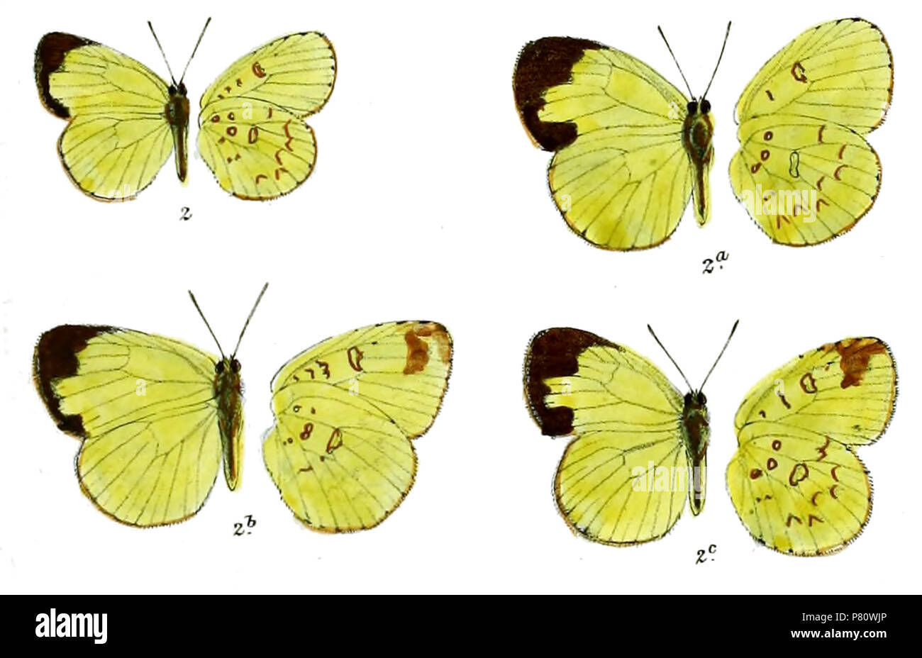 Butterflies north america butterflies Cut Out Stock Images & Pictures ...