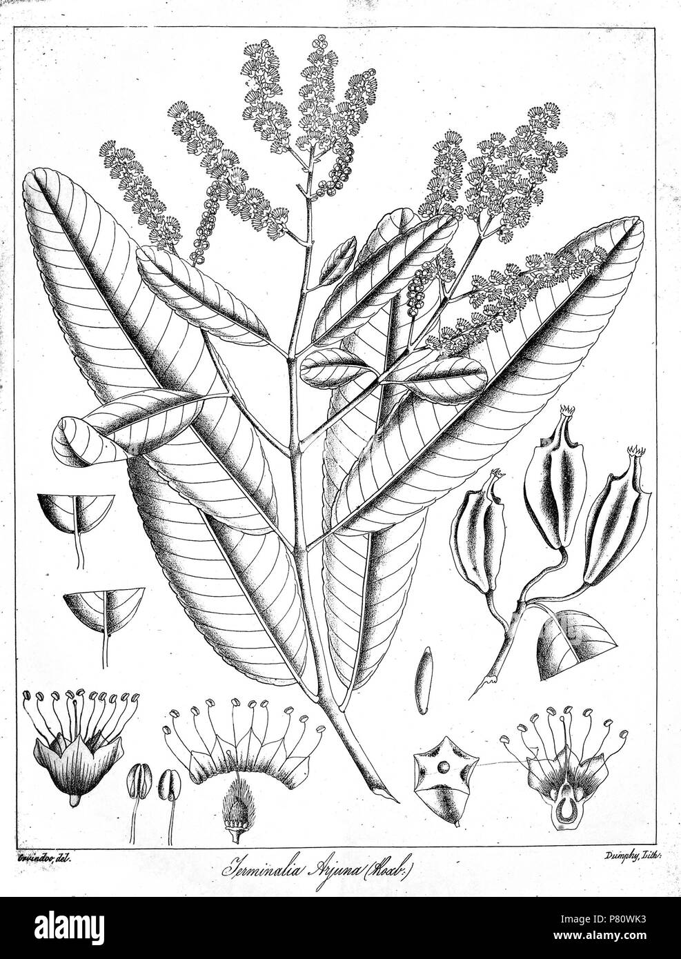 Terminalia arjuna Black and White Stock Photos & Images - Alamy