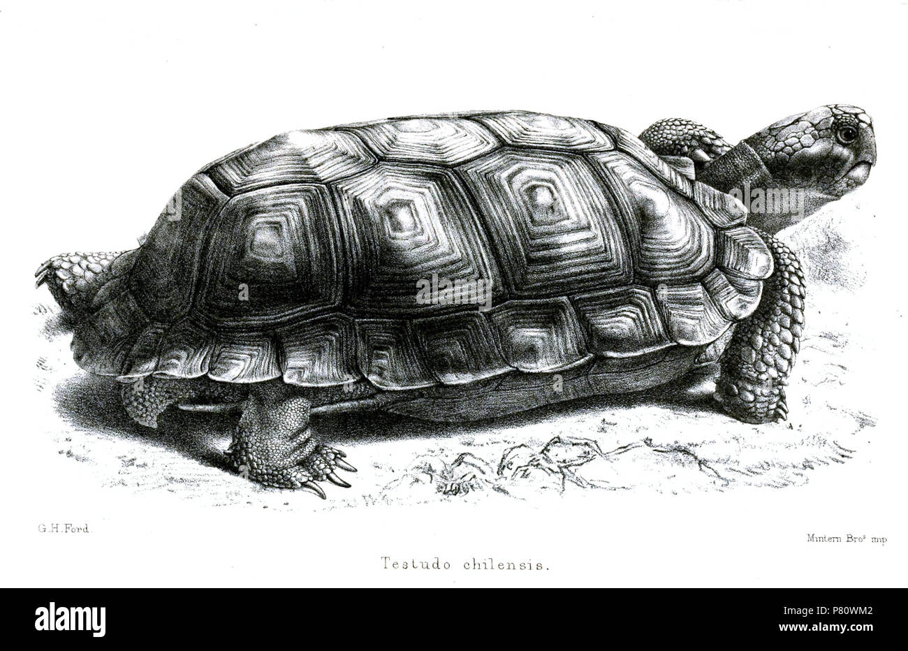 Ford photography Cut Out Stock Images & Pictures - Alamy